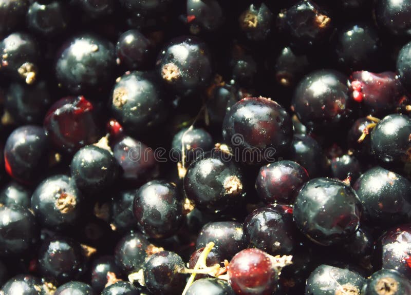 Black currant berries stock image. Image of black, healthy - 87805365