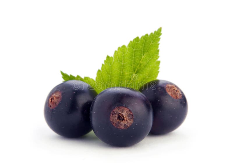 Black currant berry stock photo. Image of fruit, leave - 25969268
