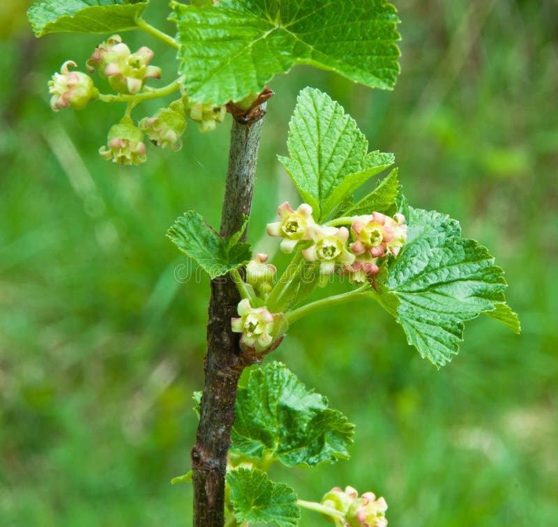 Black currant blooms stock photo. Image of currant, flower - 33678914