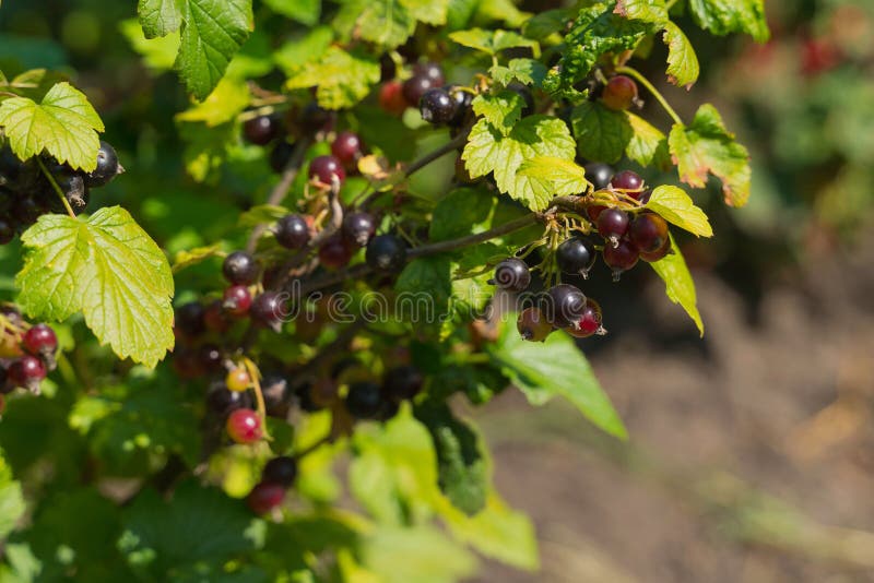Black Currant on a Blur Leaves Backgrounds Stock Image - Image of black ...