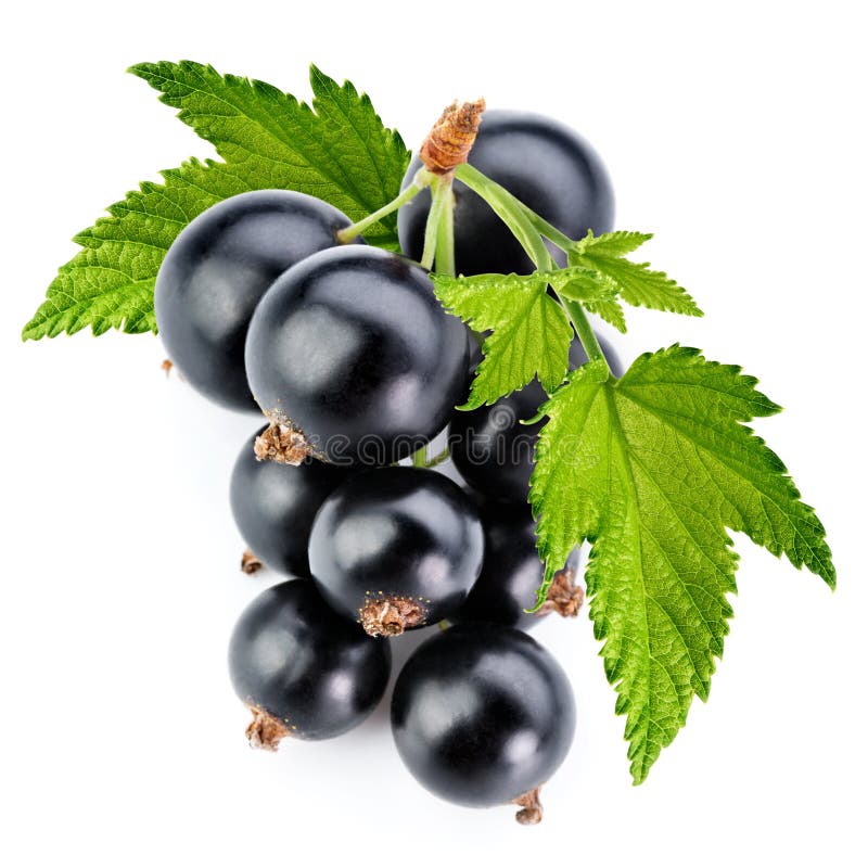 Black currant branch stock photo. Image of fresh, delicious - 88912022