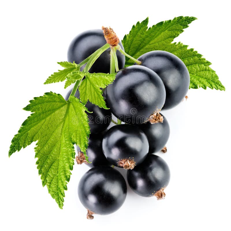 Black currant branch stock photo. Image of foliage, freshness - 91691430