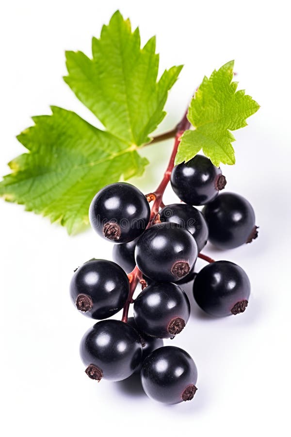 Black Currant Branch Isolated on White Background Stock Illustration ...