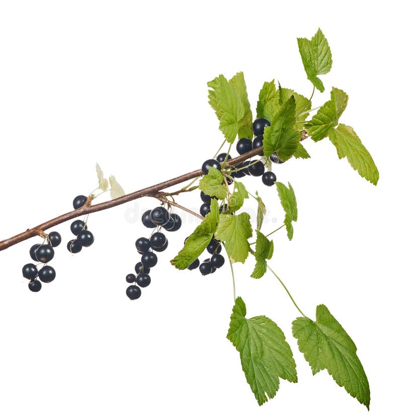 Black Currant Branch Isolated on White Stock Photo - Image of hanging ...