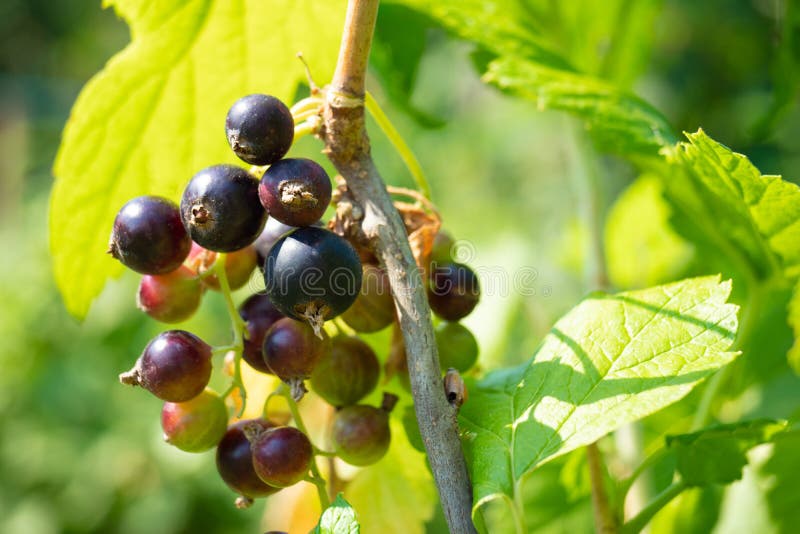 Black Currant on the Branch with Leaves Stock Image - Image of ...
