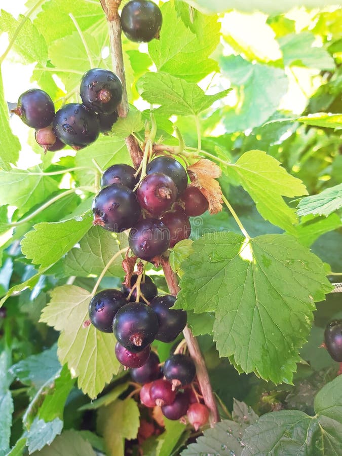 Black Currant Branch in the Sunlight in the Garden Stock Image - Image ...