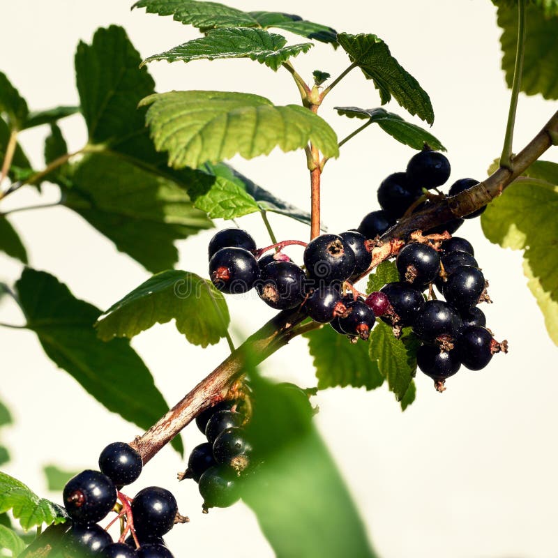 Black Currant Branch with Water Drops Stock Image - Image of refreshing ...