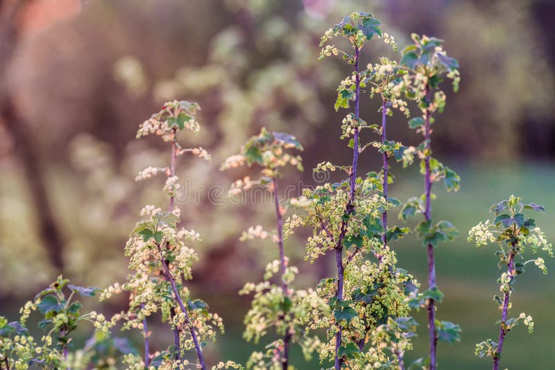 Black Currant Branches with Flowers in My Family Garden Stock Photo ...