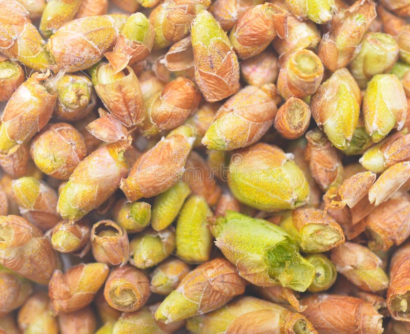 Black currant buds stock photo. Image of healthy, arrangement - 40006278