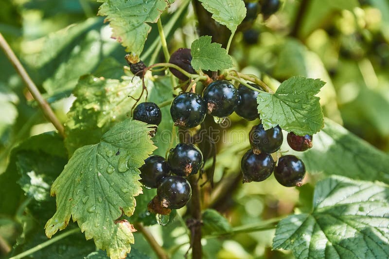 Black Currant on a Bush Branch in the Garden after the Rain Stock Image ...