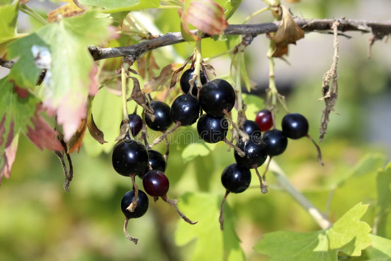 Black currant bush stock image. Image of branch, heap - 98810253