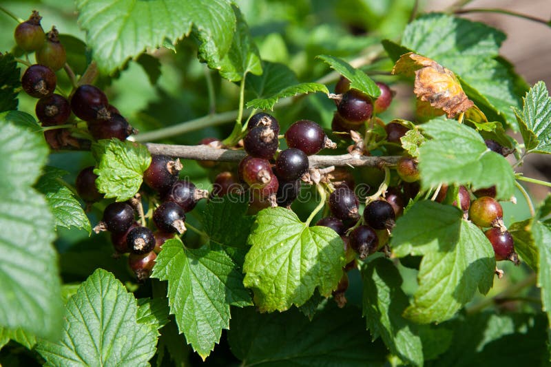 Bush of fresh orange roses stock photo. Image of feelings - 35895838