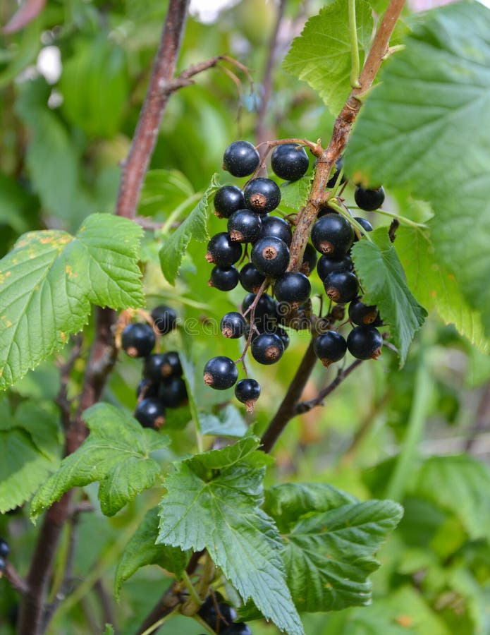 Black currant bush stock photo. Image of ripe, cluser - 70617786