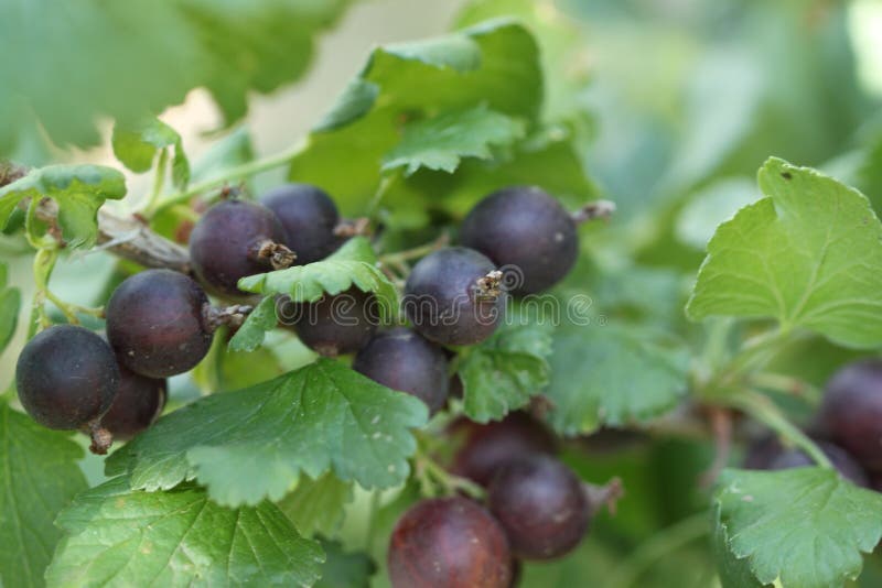 Black currant on bush stock photo. Image of fresh, malina - 152492916