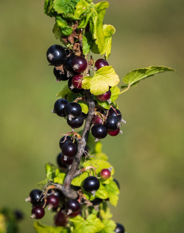 Black Currant in a Bush Plant in a Garden, Summer Stock Photo - Image ...