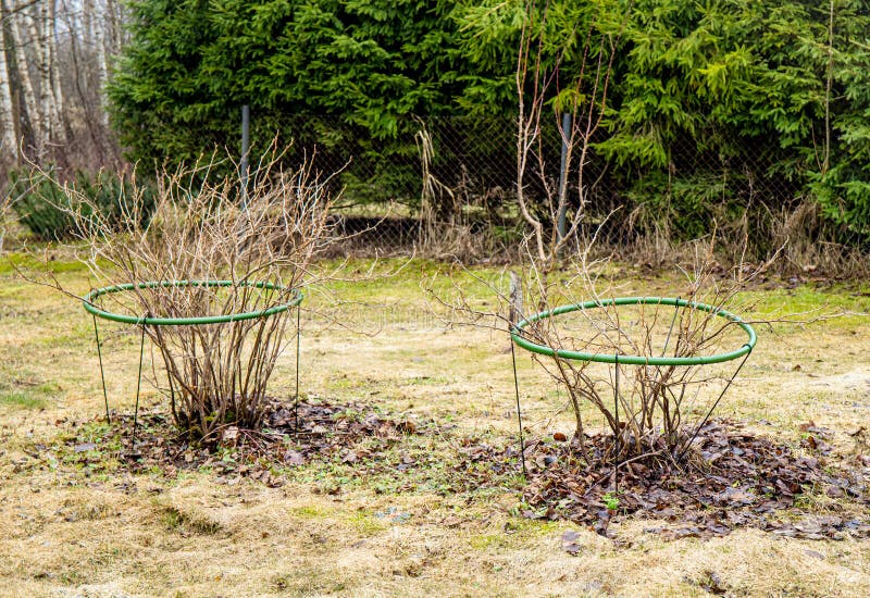Black Currant Bush with Shrub Support Tool Outdoors in Spring ...
