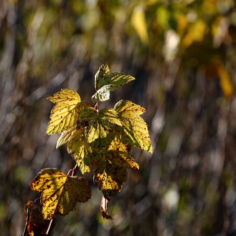 Black currant bushes stock image. Image of yellow, life - 129381499