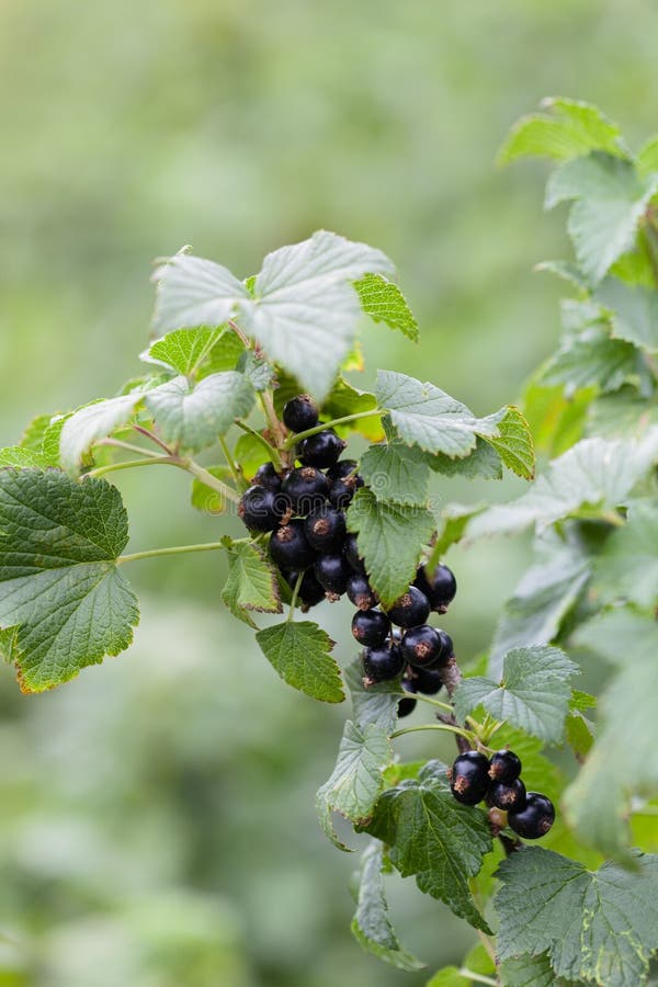 Black currant plants. stock photo. Image of agriculture - 95497694