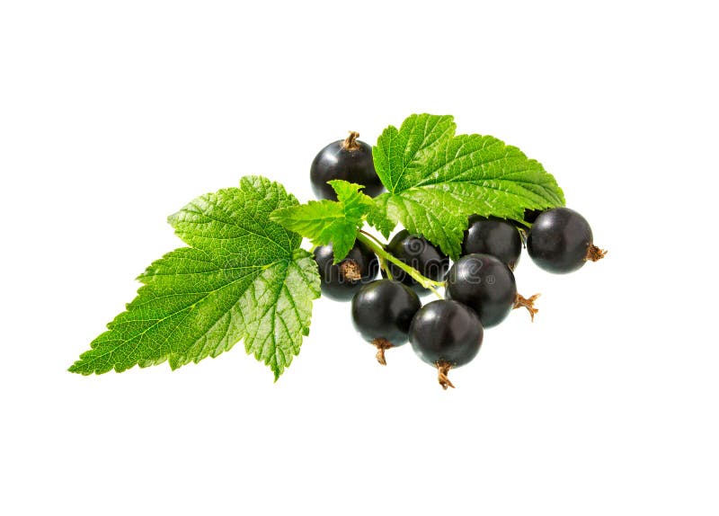 Black Currant with Currant Leaf. Heap of Fresh Black Currant Fruit ...
