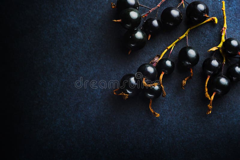 Black Currant on a Dark Blue Background Stock Image - Image of ripe ...