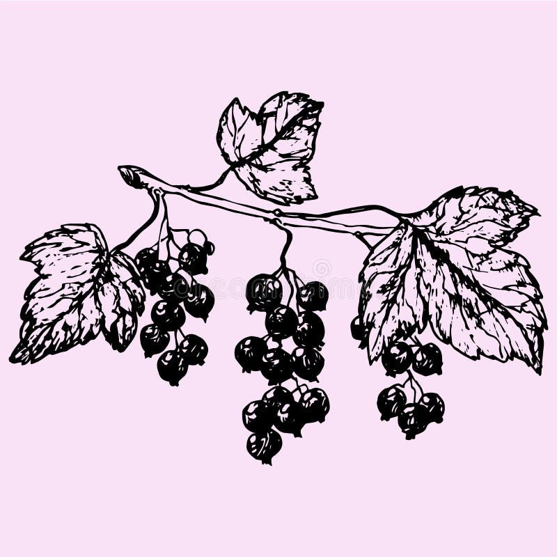 Hand Drawn Sketch Style Illustration Of Black Currant Branch With Leaf ...