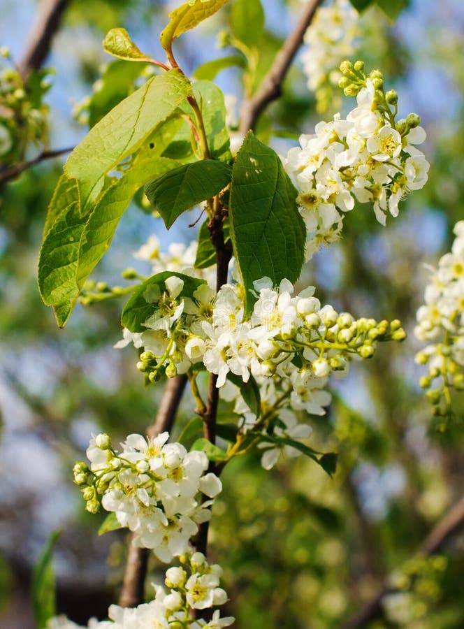 Black currant flower stock image. Image of close, aniosperms - 86348517