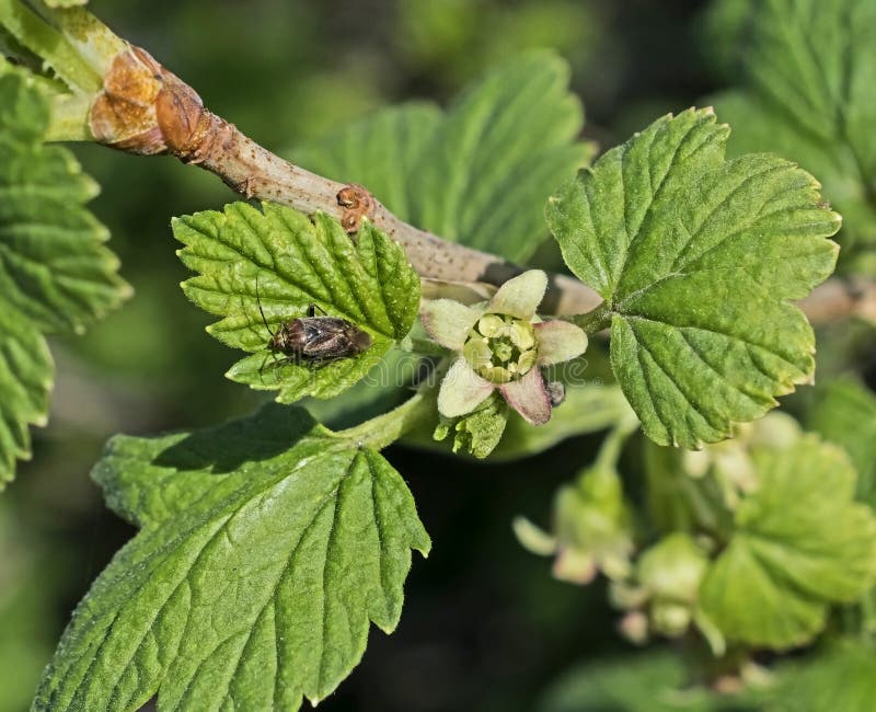 Black Currant Flower, Just Bloomed Stock Photo - Image of green, bright ...