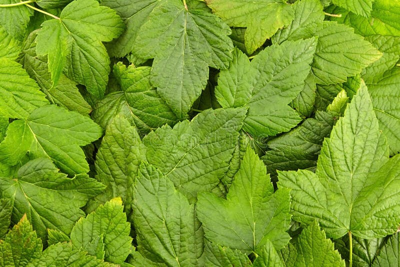 Black Currant Foliage Leaves Texture Stock Photo - Image of element ...