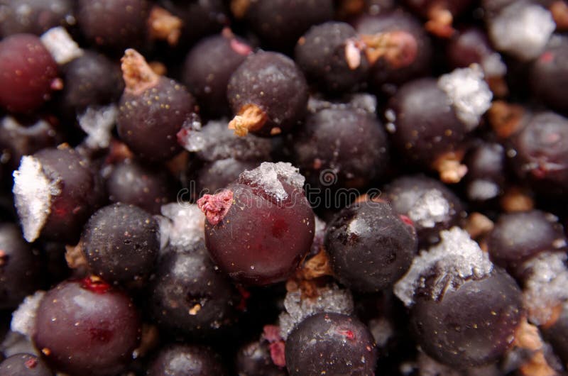 Black-currant stock image. Image of ripe, nature, closeup - 49371825