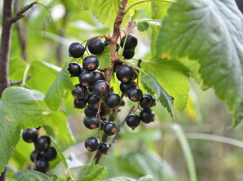 Black currant fruits stock photo. Image of shrub, bush - 76478068