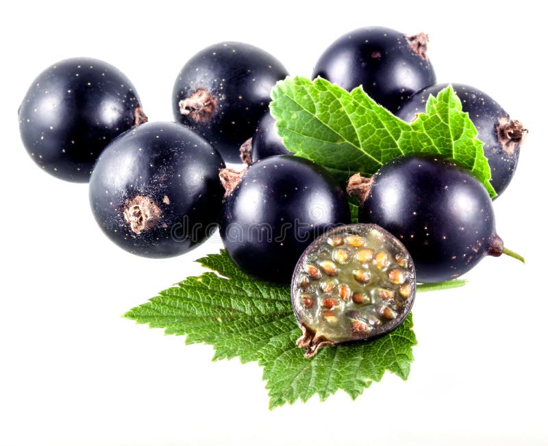 Group of black currants stock image. Image of mermelade - 2408799