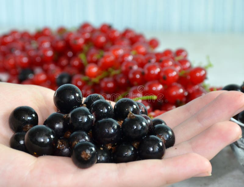 Red Currant and Black Currant on the Hand. Stock Photo - Image of ...