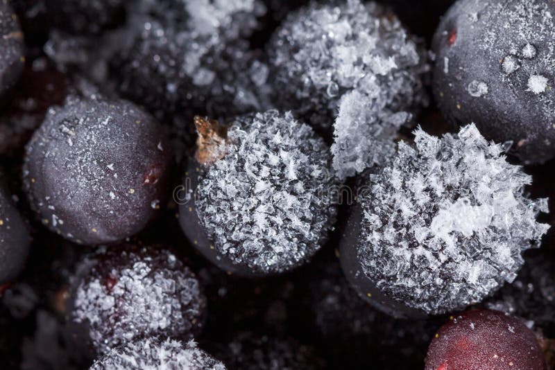 Black currant with ice stock photo. Image of freeze, mixed - 65408384