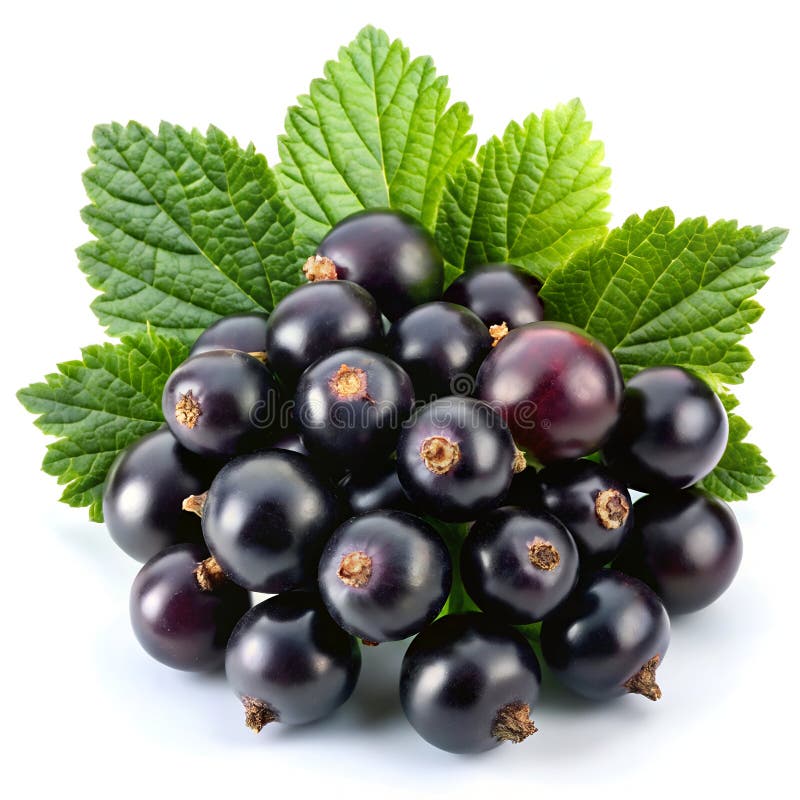 Black Currant Icon Set in Flat Vector Style Stock Illustration ...