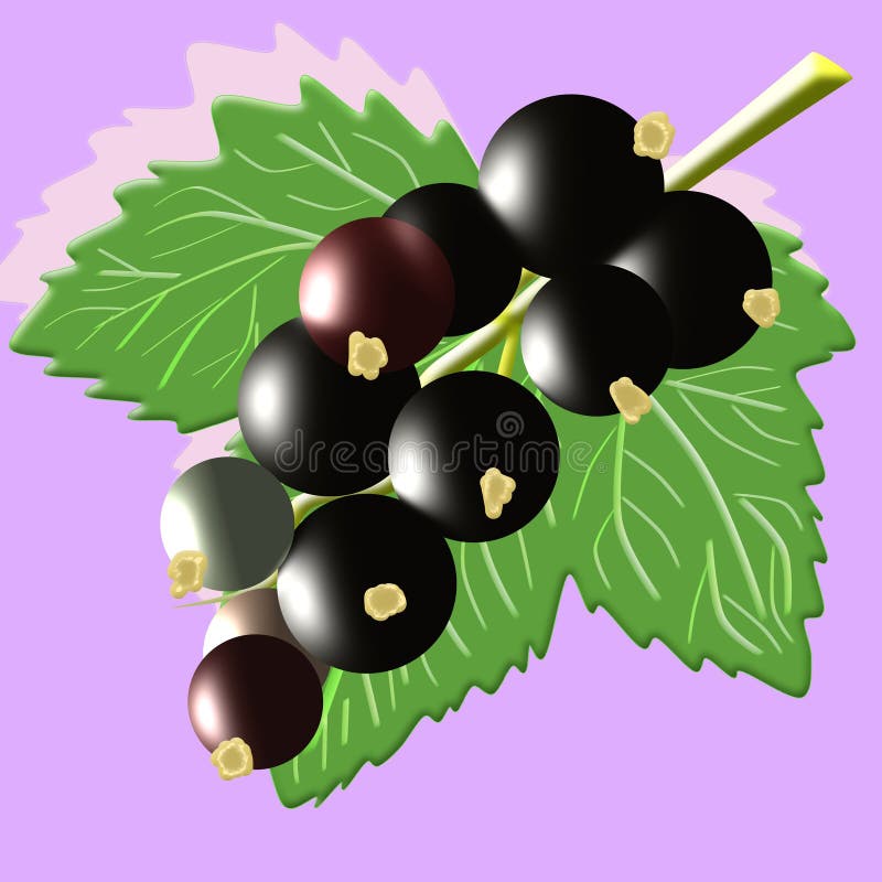 Red Currant Illustration, Drawing, Engraving, Ink, Line Art, Vector ...