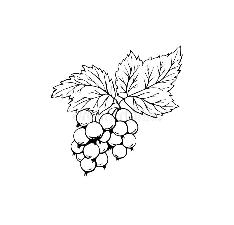 Black Currant Ink Drawing Isolated Vector Stock Vector - Illustration ...