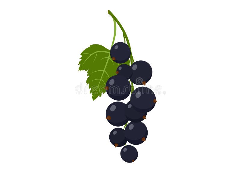 Black Currant Isolated Vector Image of Garden Berry Fruit Stock Vector ...
