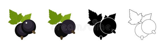 Black Currant Isolated on a White Background. Set with Style Variations ...
