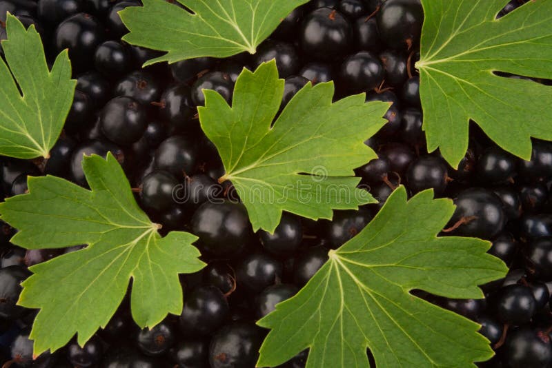 Black currant and leaves stock photo. Image of green - 15237978