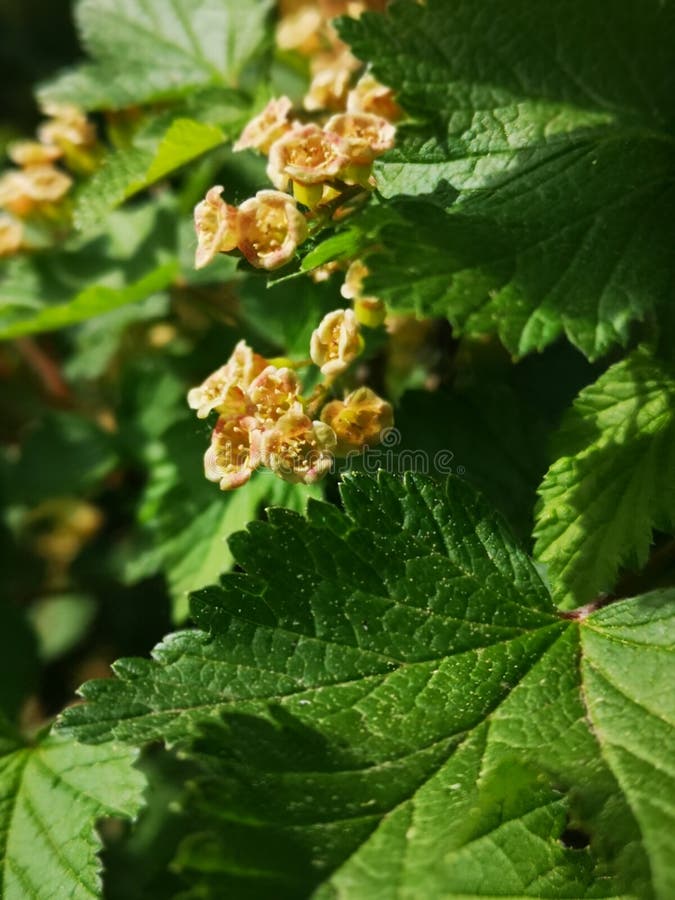 Black Currant Leaves and Blossoms Stock Image - Image of summer ...