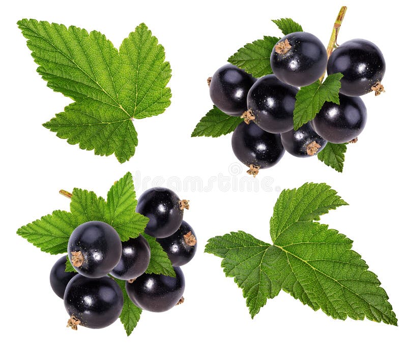 Black Currant and Leaves Isolated. Stock Photo - Image of currant ...