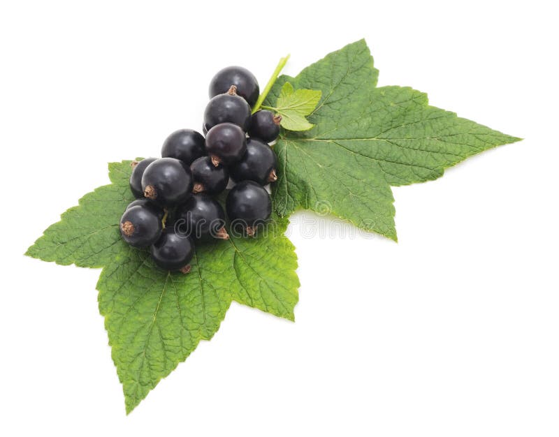 Black currant with leaves. stock image. Image of foliage - 89806945