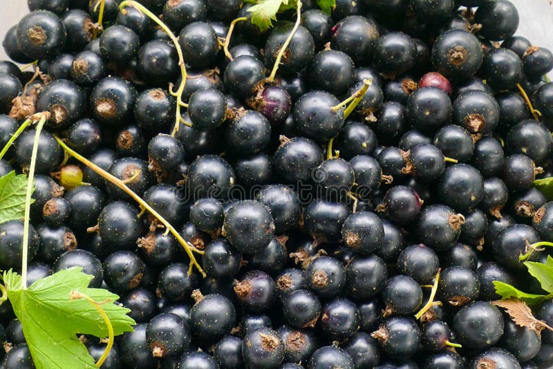 635 Black Currant Bud Stock Photos - Free & Royalty-Free Stock Photos ...