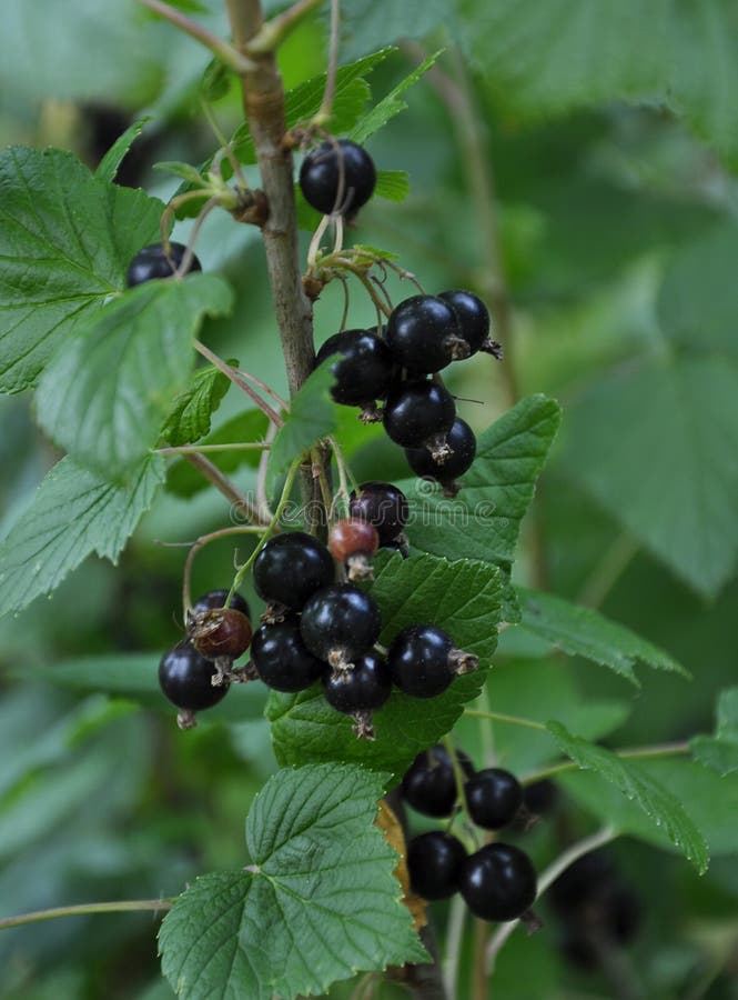 Black Currant Plant in Fruit Garden Stock Image - Image of green ...