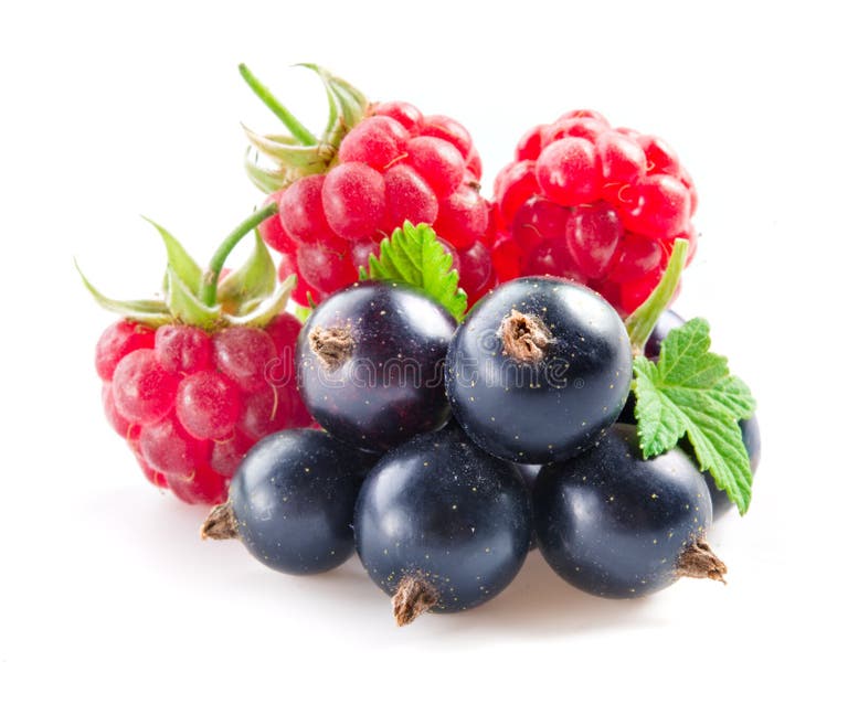 Black Currant with Raspberry Isolated on White Background Stock Image ...