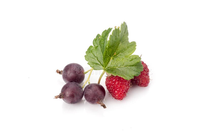 Black Currant with Raspberry Stock Image - Image of isolated, juicy ...
