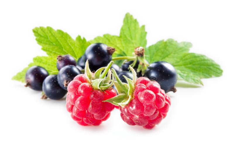 Black Currant with Raspberry with Leaves Isolated on White Stock Photo ...