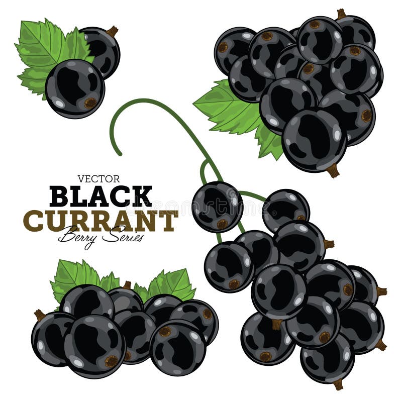 Black Currant Set, Vector. stock vector. Illustration of delicious ...