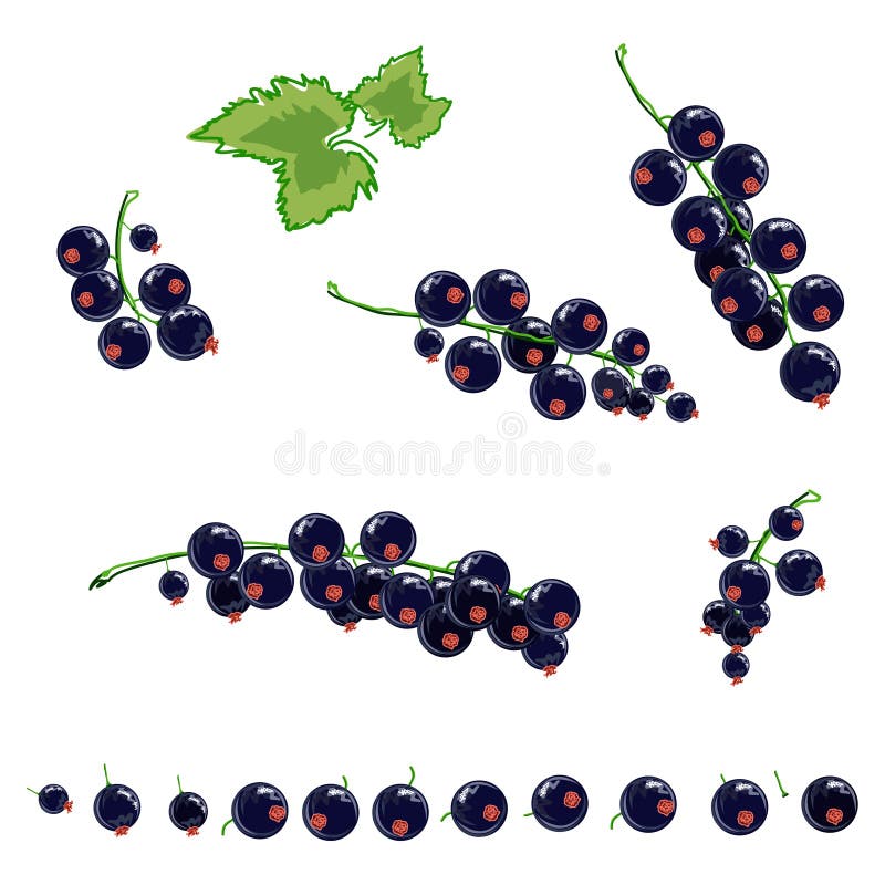 Black currant set stock vector. Illustration of freshness - 95010688