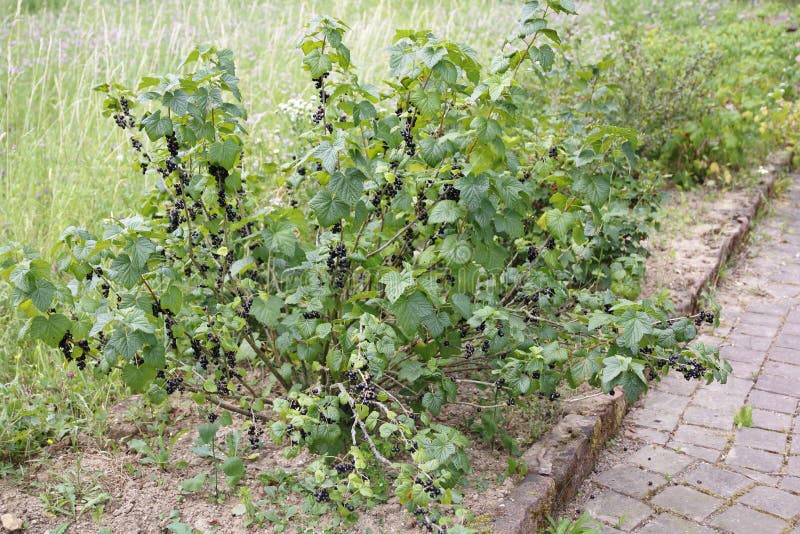 Black currant in the shrub stock image. Image of jelly - 97916579